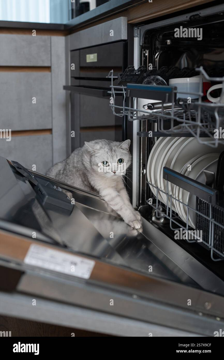 Curious Scottish Straight cat exploring a modern kitchen dishwasher ...