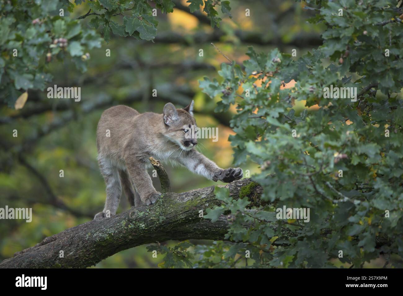 One young cougar, Puma concolor, standing and stretching himself on a ...