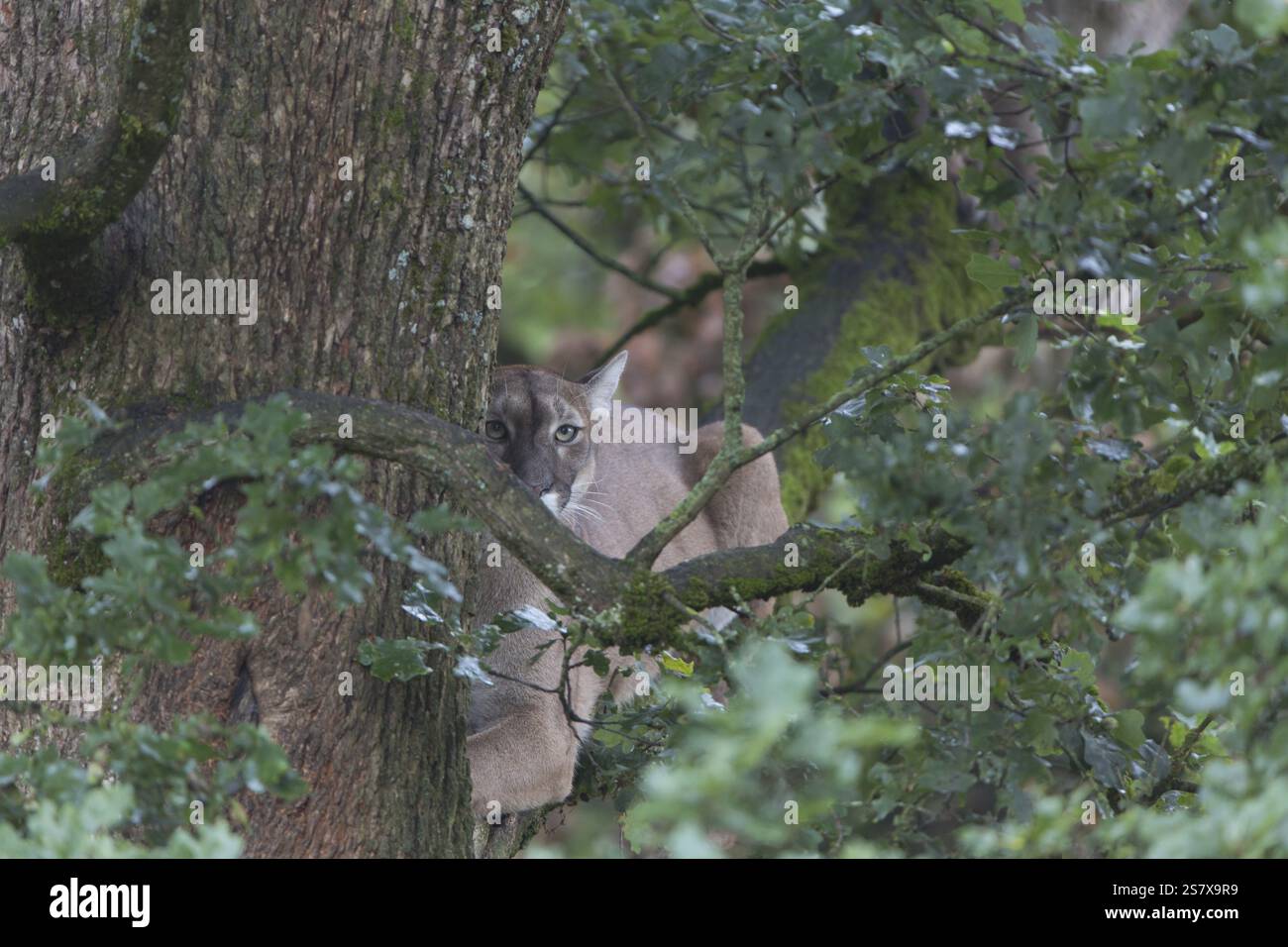 One adult cougar, Puma concolor, resting on a big branch high up in an ...