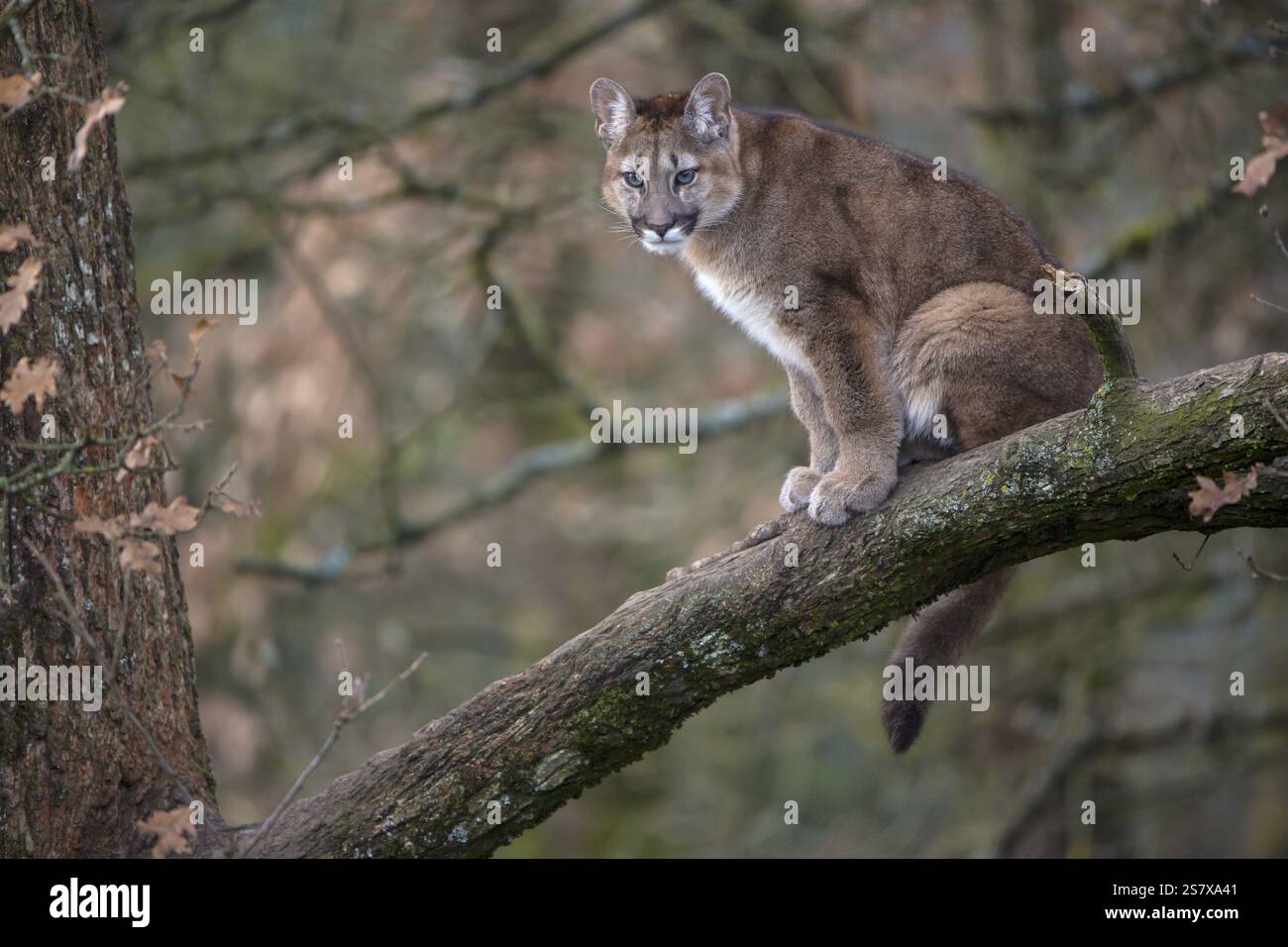 One young adult cougar, Puma concolor, resting on a big branch high up ...