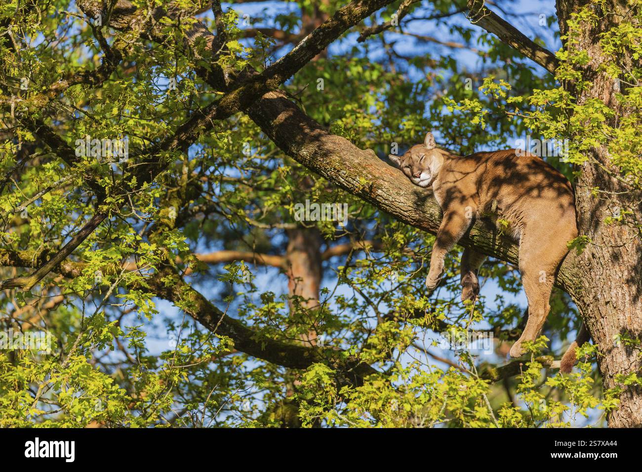 One adult cougar, Puma concolor, rests on a big branch high up in an ...