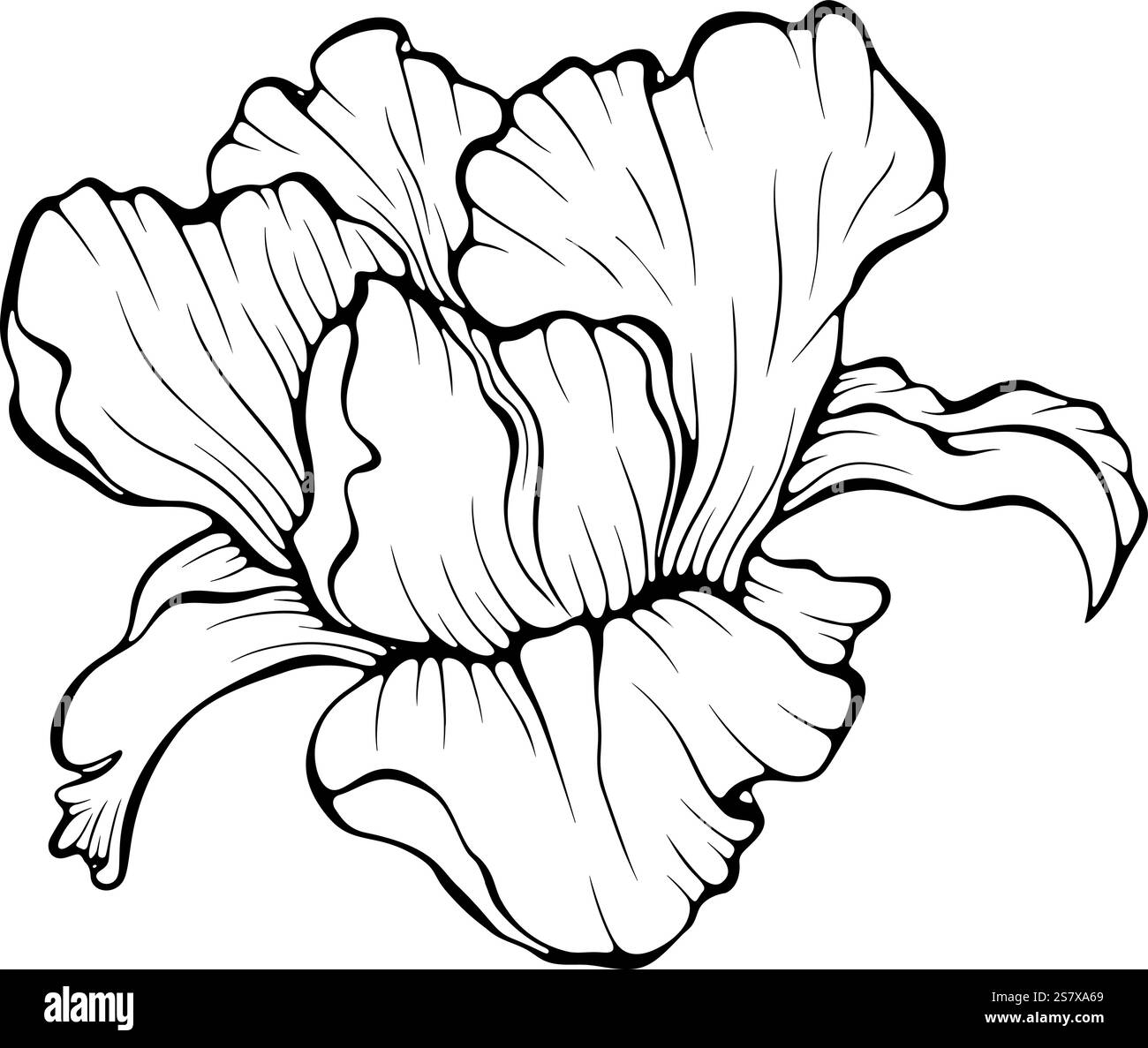 Iris page Black and White Stock Photos & Images - Alamy