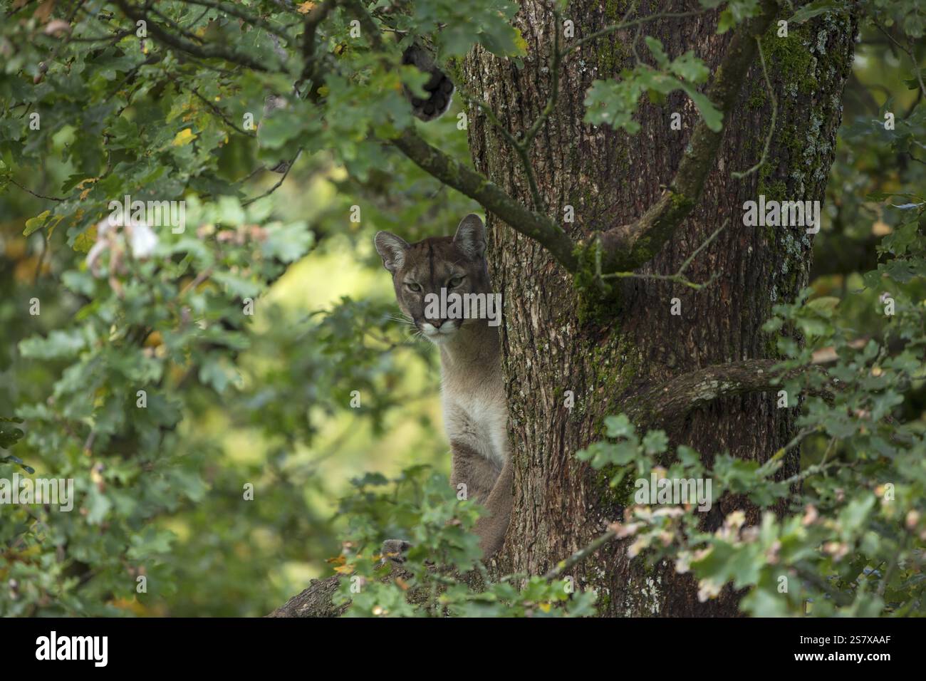One male cougar, Puma concolor, resting on a big branch high up in an ...