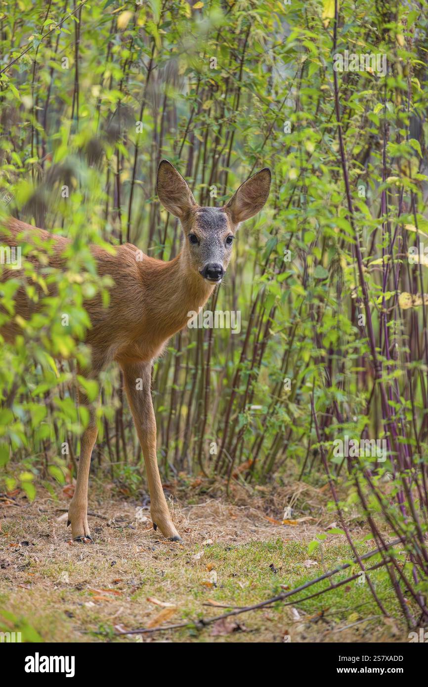 A roe deer fawn (Capreolus capreolus) stands in a nettle thicket Stock ...