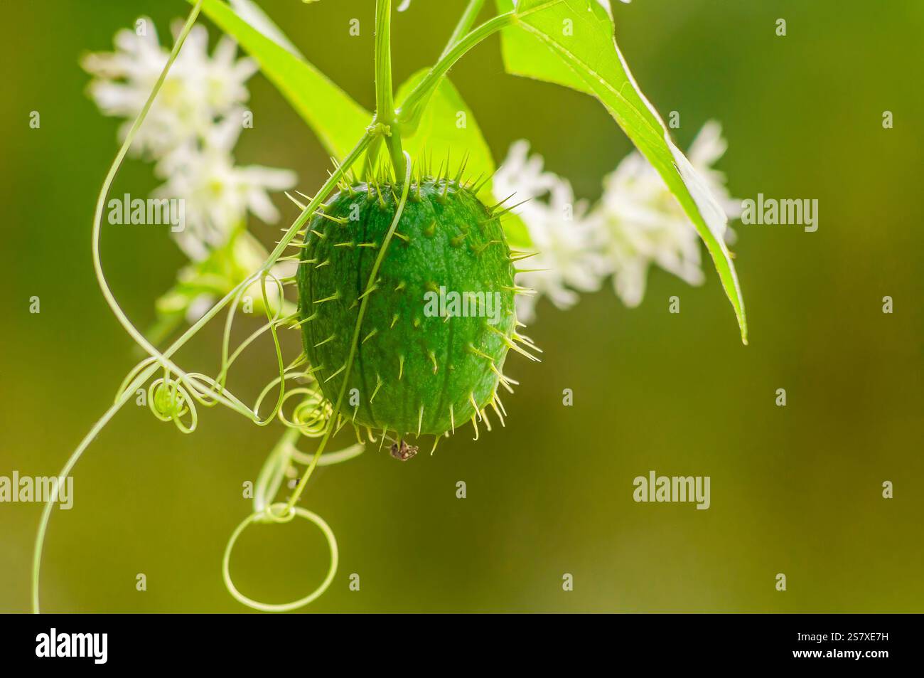 Wild cucumber, Echinocystis lobata with spiky green fruit and tendrils ...