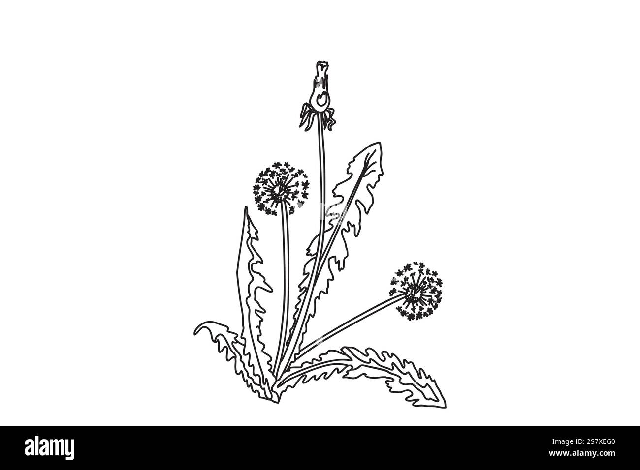 Daisy dandelion in field Stock Vector Images - Alamy