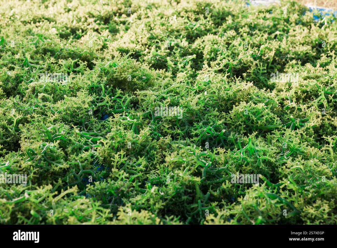 Seaweed farm at Lembongan island in Indonesia. Algae farming Stock ...
