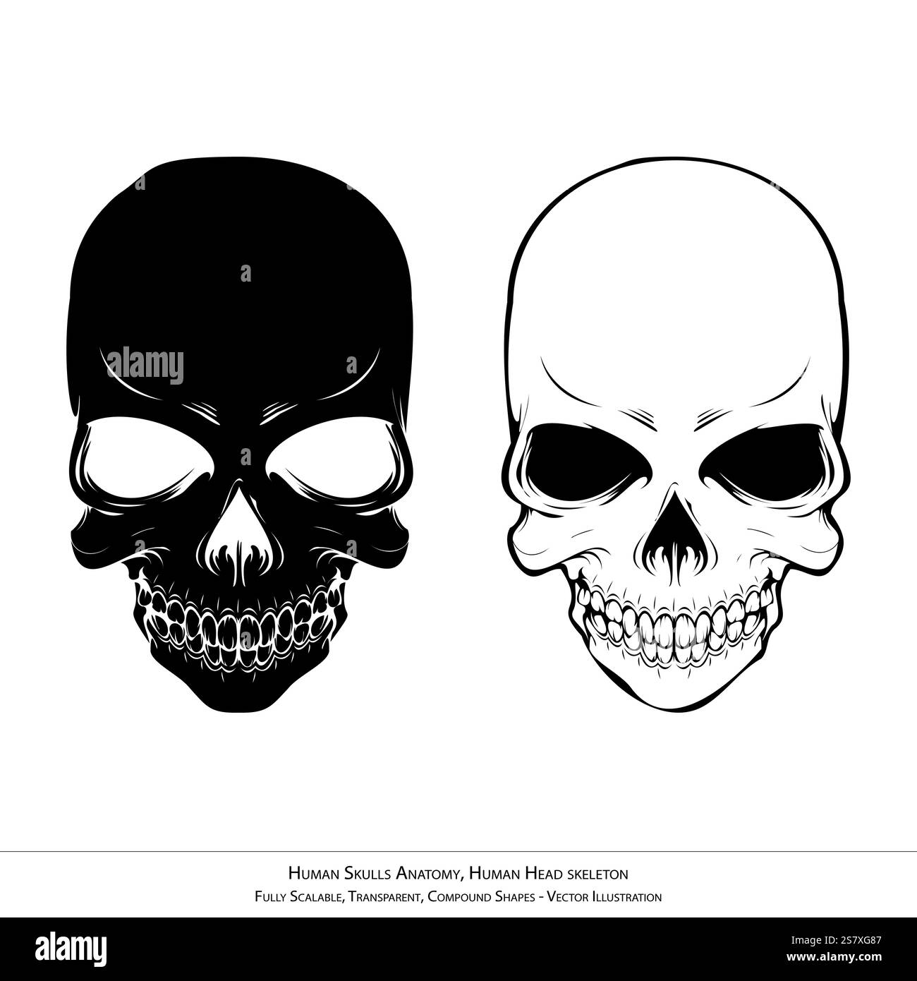 Human Skulls Anatomy Illustration - Transparent Head Skeleton Vector ...