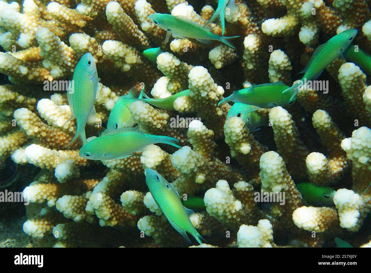 Blue-green Chromis (Chromis viridis) in the red sea Stock Photo - Alamy