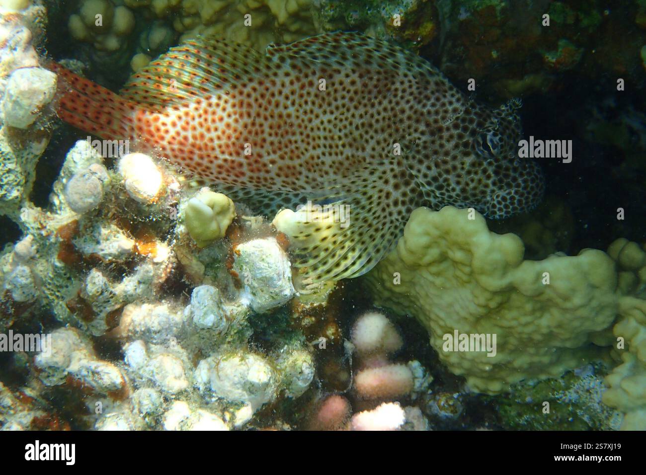 unknown fish from red sea Egypt, Hurghada Stock Photo - Alamy