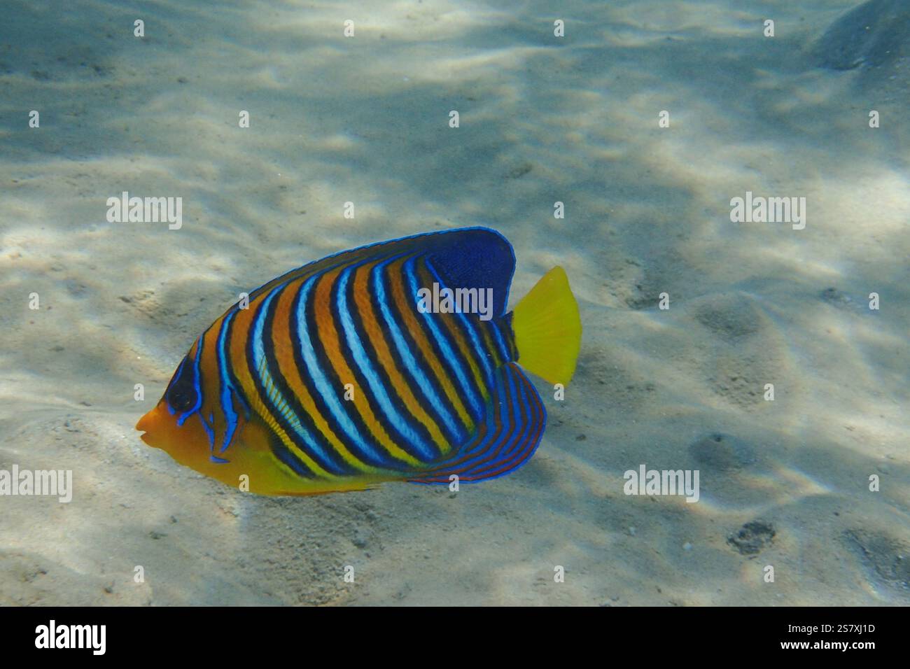 Regal angelfish (Pygoplites diacanthus) in the coral reef Red Sea Stock ...