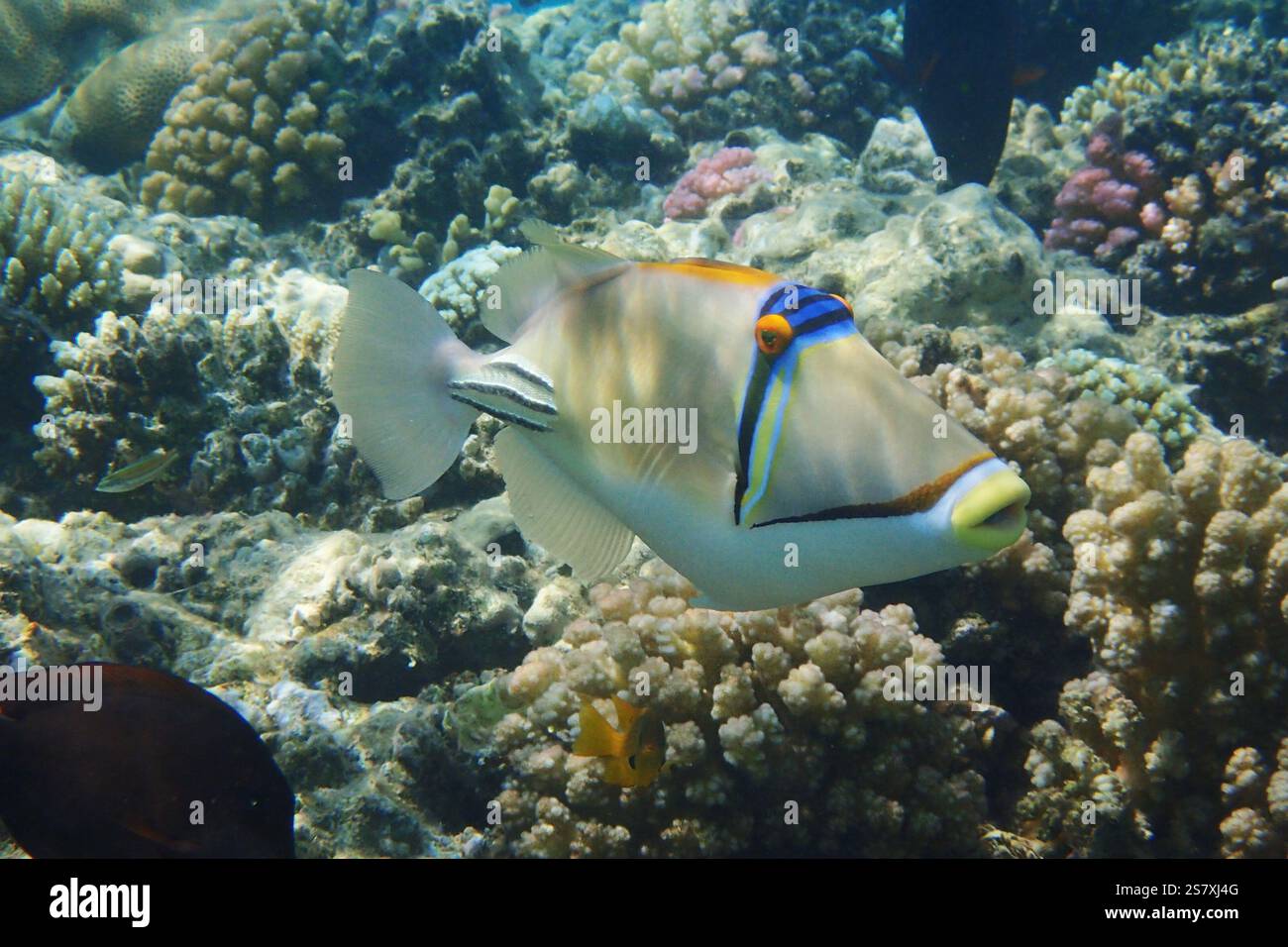 Picasso Triggerfish in the red sea Egypt Stock Photo - Alamy