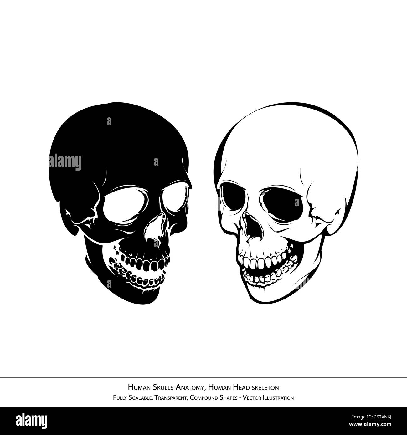 Human Skulls Anatomy Illustration - Detailed Transparent Skeleton ...