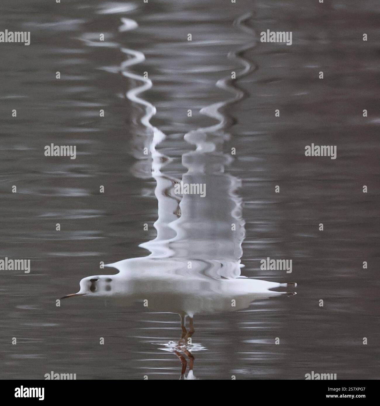 Reflection chroicocephalus ridibundus hi-res stock photography and images - Alamy