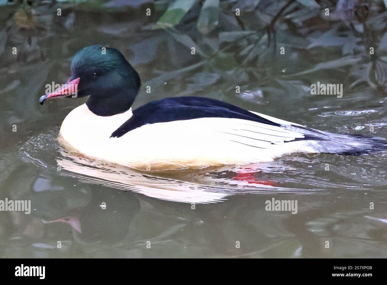 Male has head with green gloss hi-res stock photography and images - Alamy