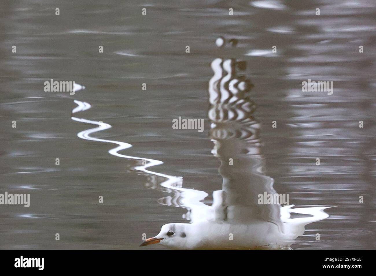 Reflection chroicocephalus ridibundus hi-res stock photography and images - Alamy
