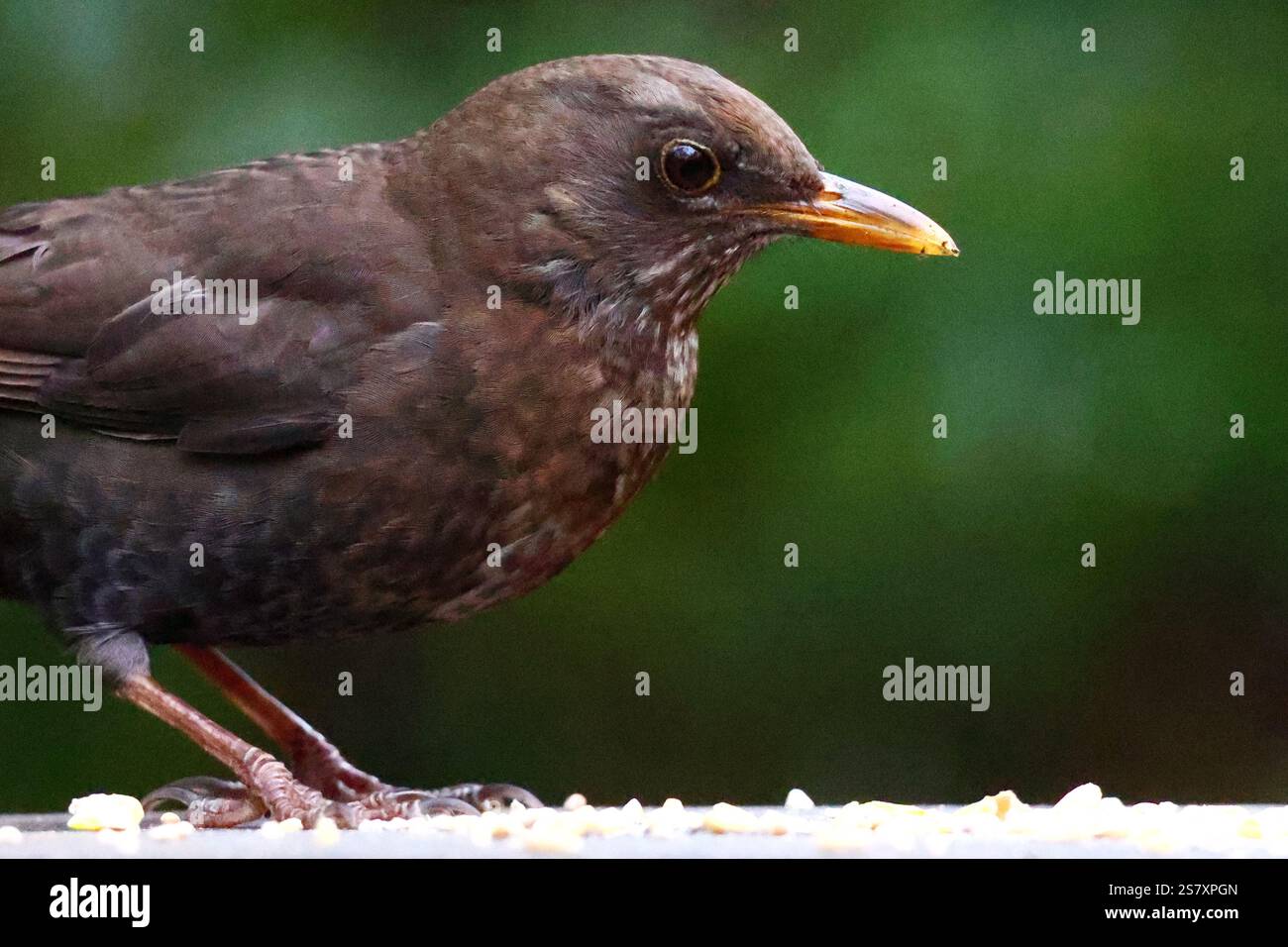 Female common eurasian blackbird hi-res stock photography and images - Alamy