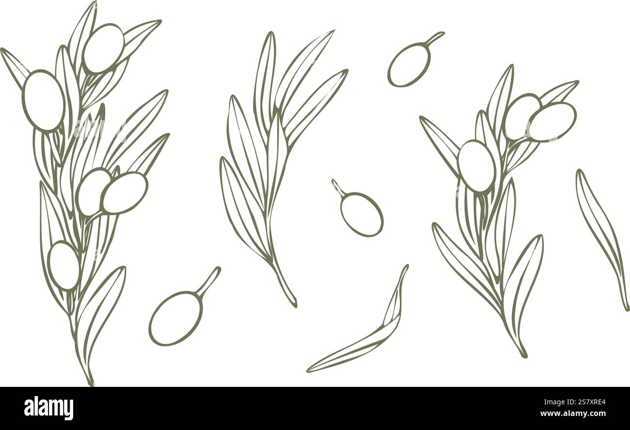 Vector olive tree branch with leaves and olives fruit. Hand drawn ...