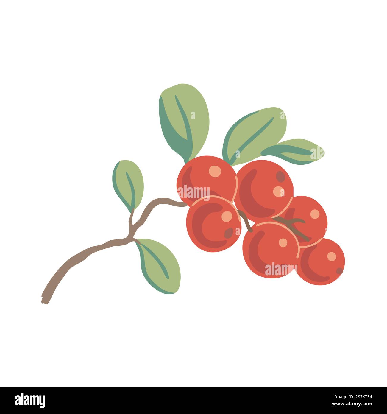 A sprig of red cranberry. Garden forest berry. Ingredient with vitamins ...