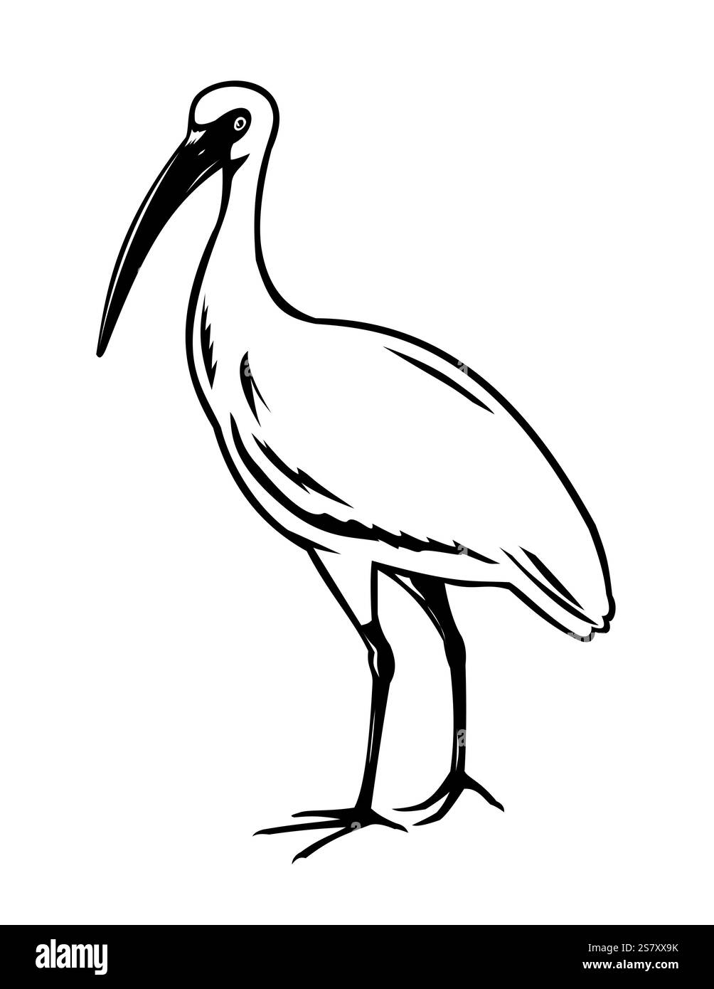 Florida white ibis Cut Out Stock Images & Pictures - Alamy