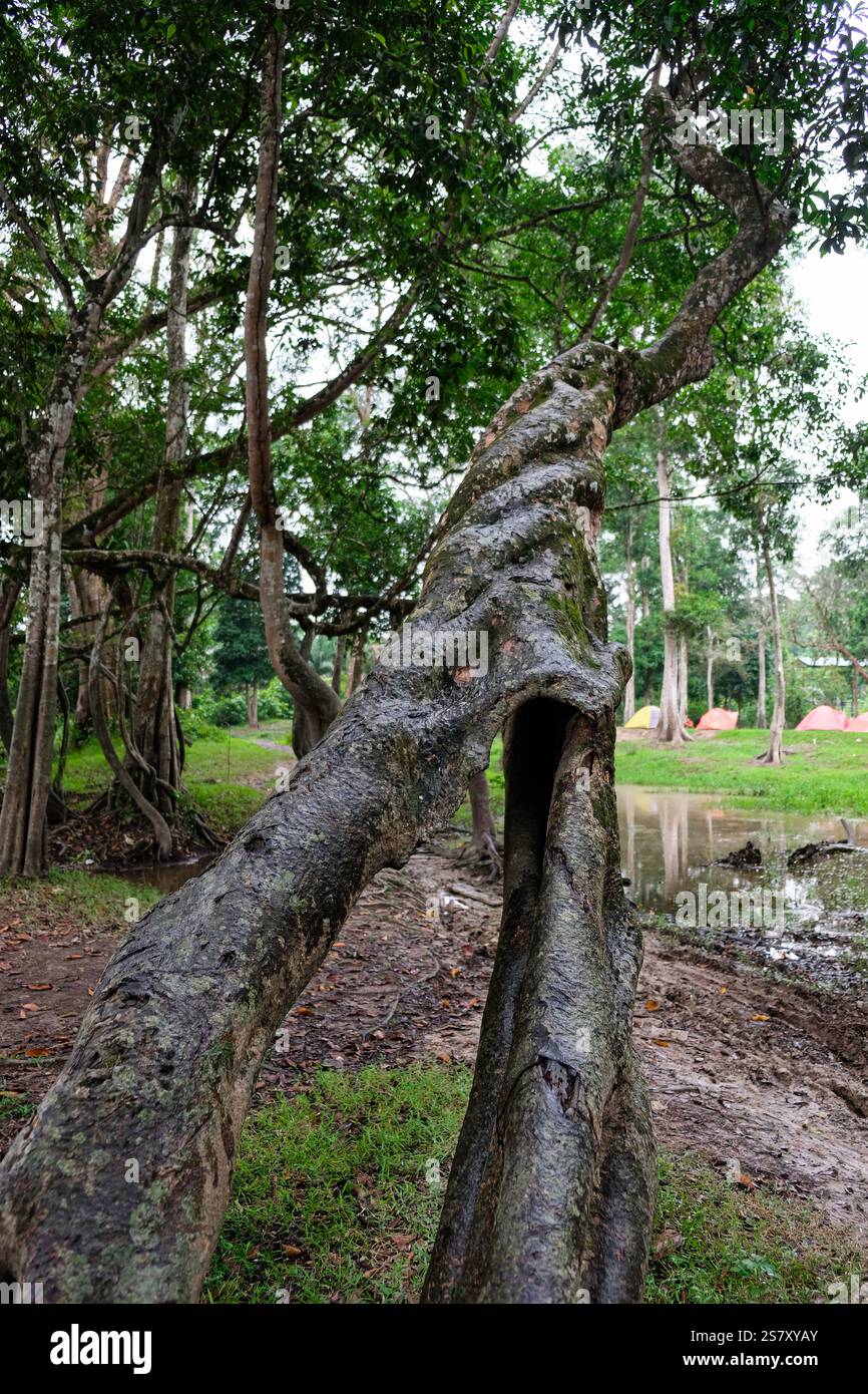 Beautiful tree at Buluh Cina Nature Tourism Park, Riau, Indonesia Stock ...