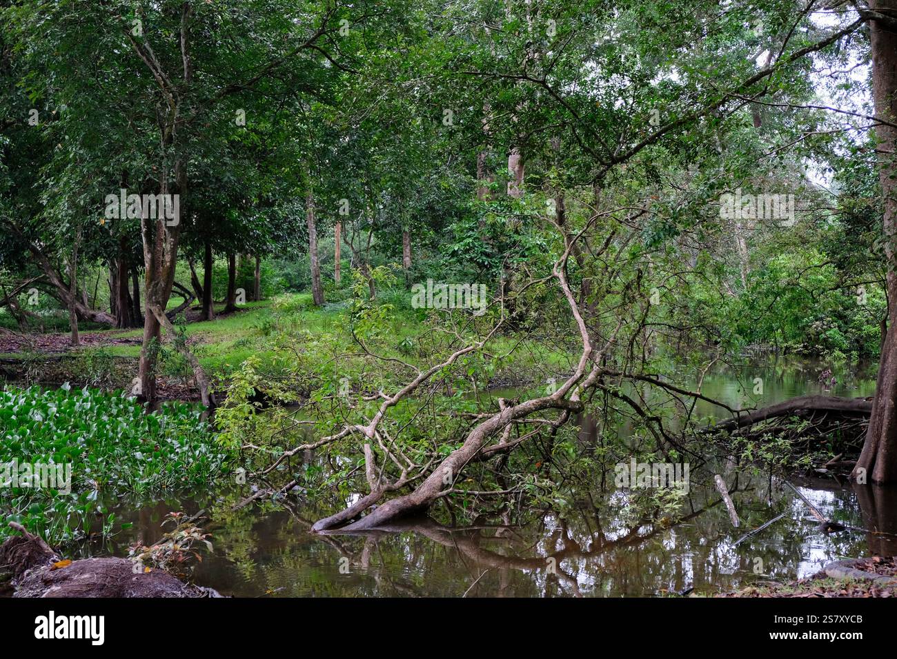 Beautiful landscape of Buluh Cina Nature Tourism Park, Riau, Indonesia ...