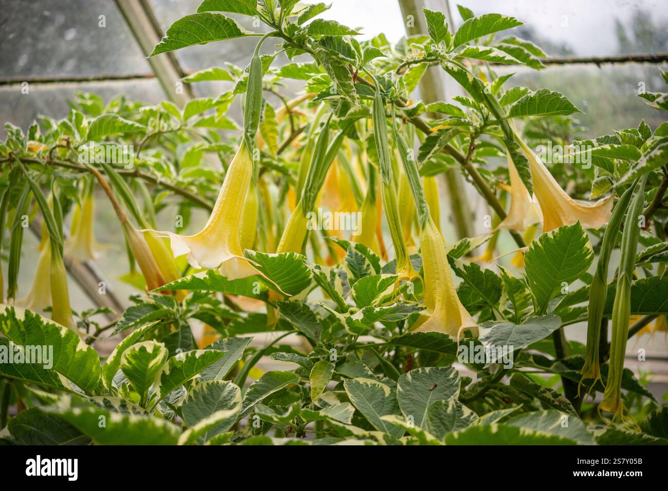 Variegated form of Brugmansia (Angels Trumpet) with huge hanging ...
