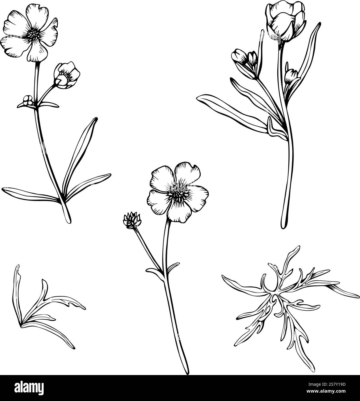 Set of wild flower buttercup blooms and leaves. Hand drawn vector ...
