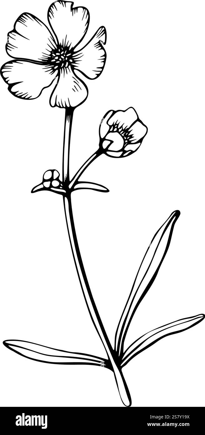 A small branch of wild flower buttercup. Hand drawn vector illustration ...