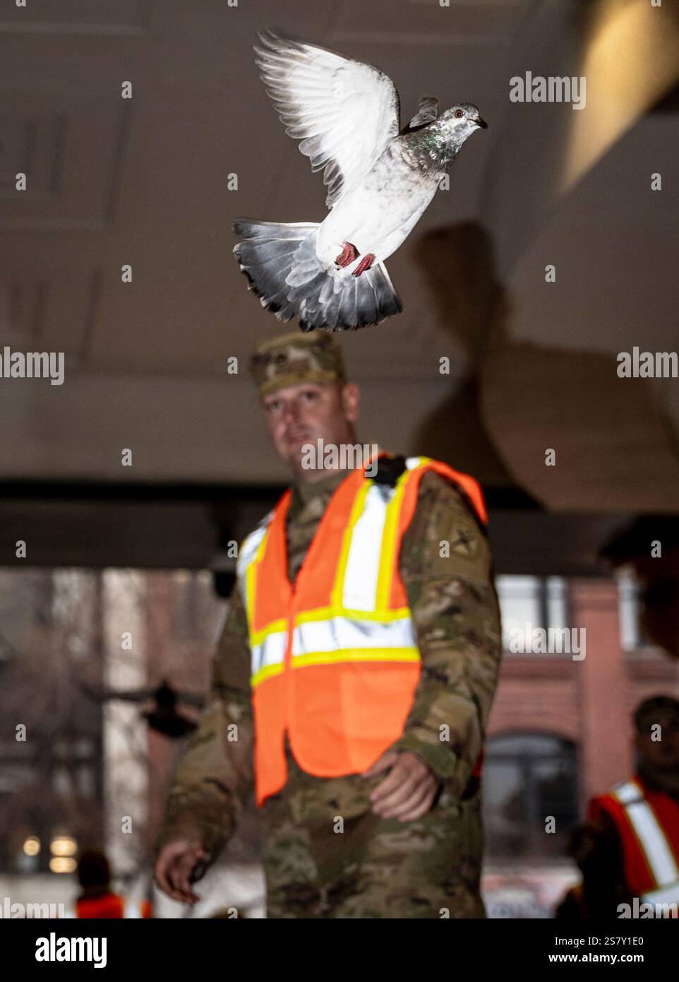 A pigeon escapes from a National Guardsmen trying to catch it outside ...