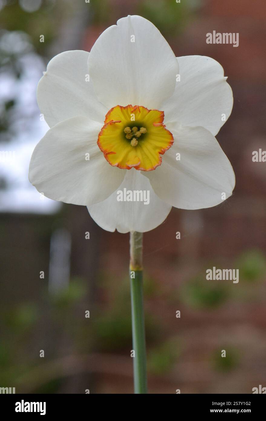 Daffodil (Merlin) taken in a garden in Blackburn, Lancashire, UK on 6th ...
