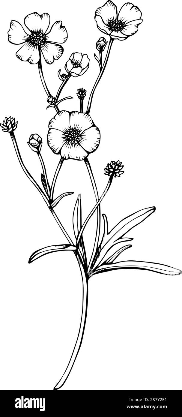 Wild flower buttercup branch. Hand drawn vector illustration. Botanical ...