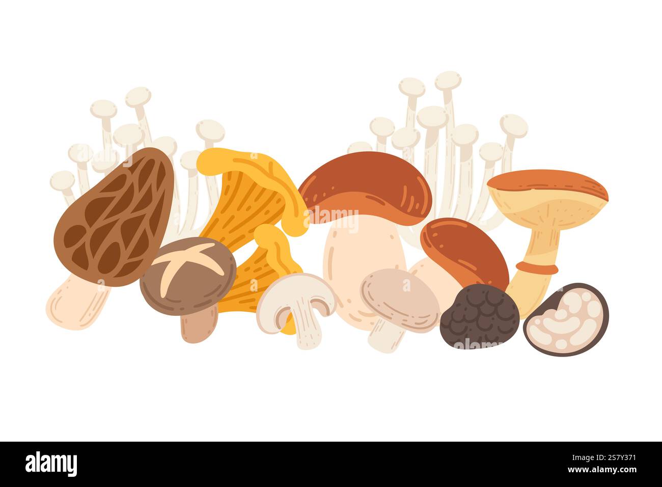 Set of Assorted mushrooms illustration with chanterelles, porcini ...