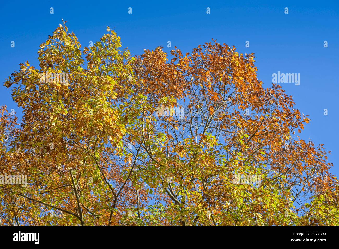 Herbstliche Bäume, Ahorn, CormÃ²ns, Region Friaul-Julisch Venetien ...