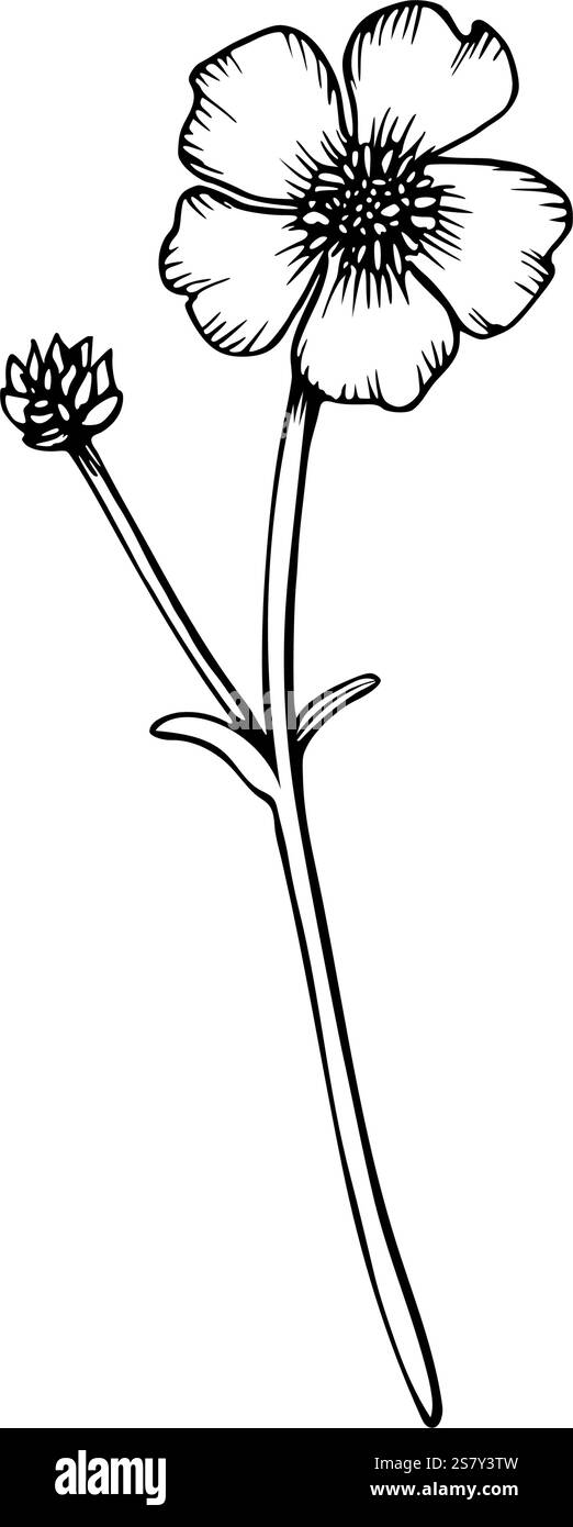 A small branch of wild flower buttercup. Vector hand drawn illustration ...