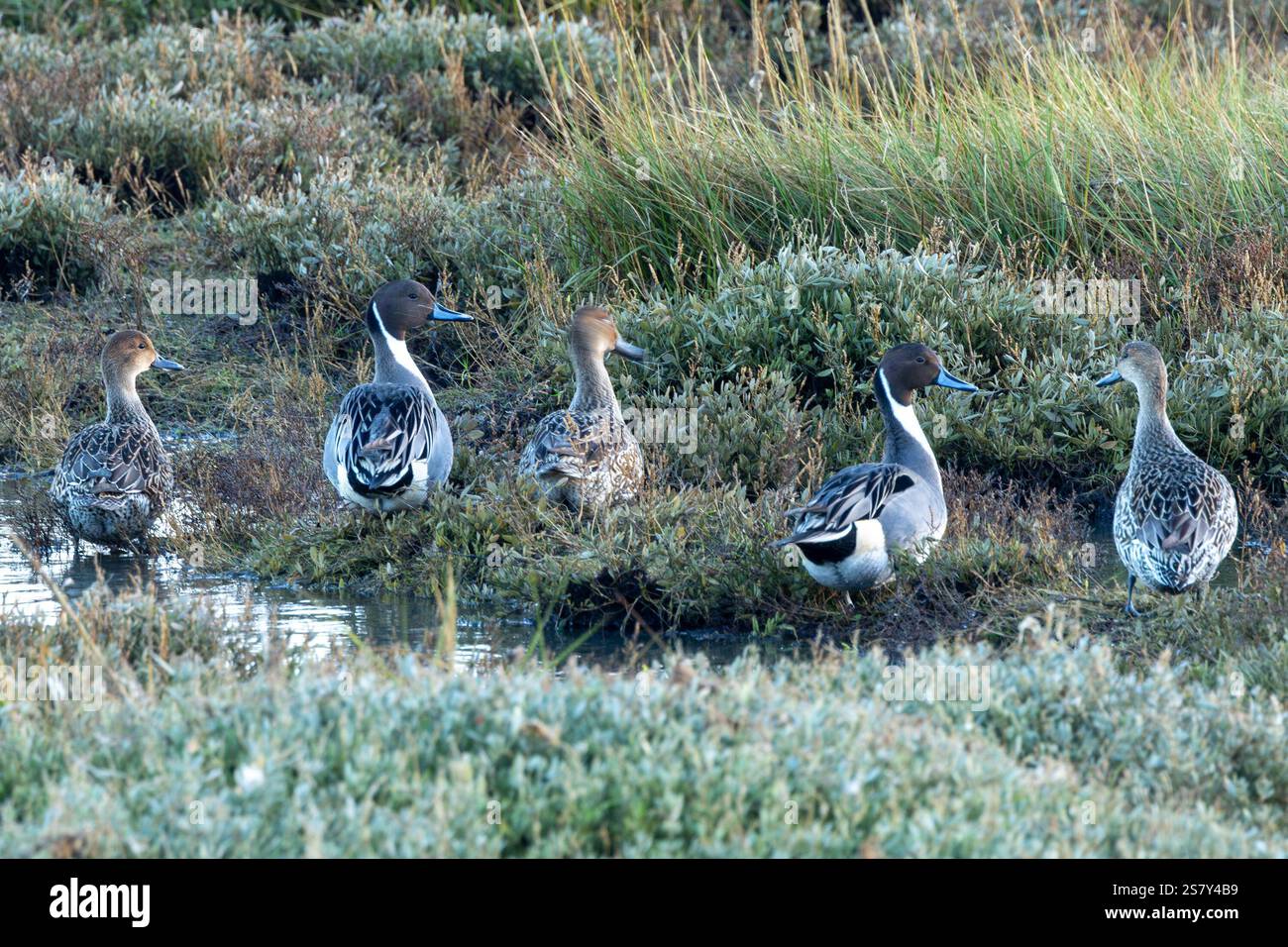 A pair of northern pintail ducks, feeding on aquatic plants and ...