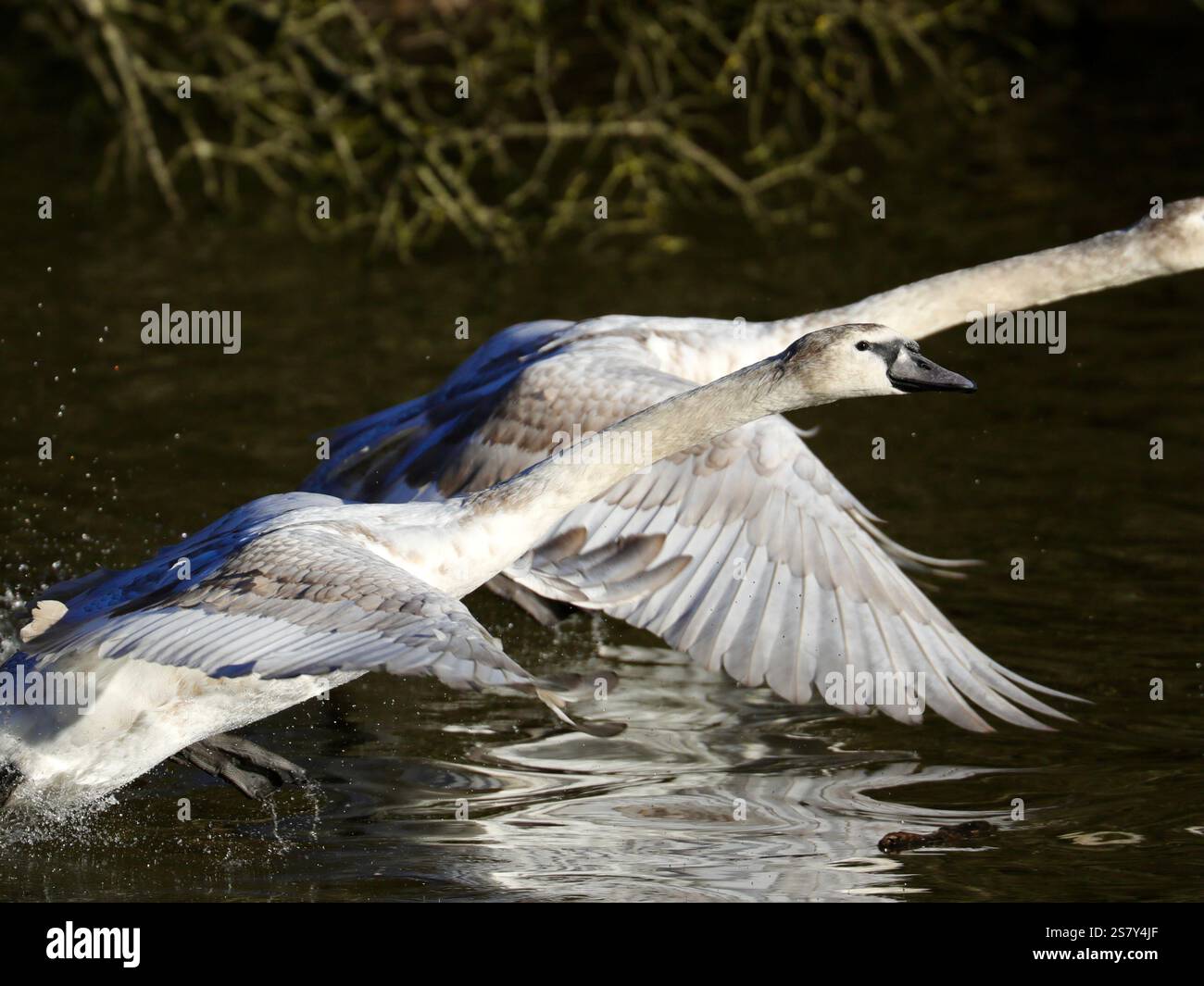 Cygnets in grass hi-res stock photography and images - Alamy