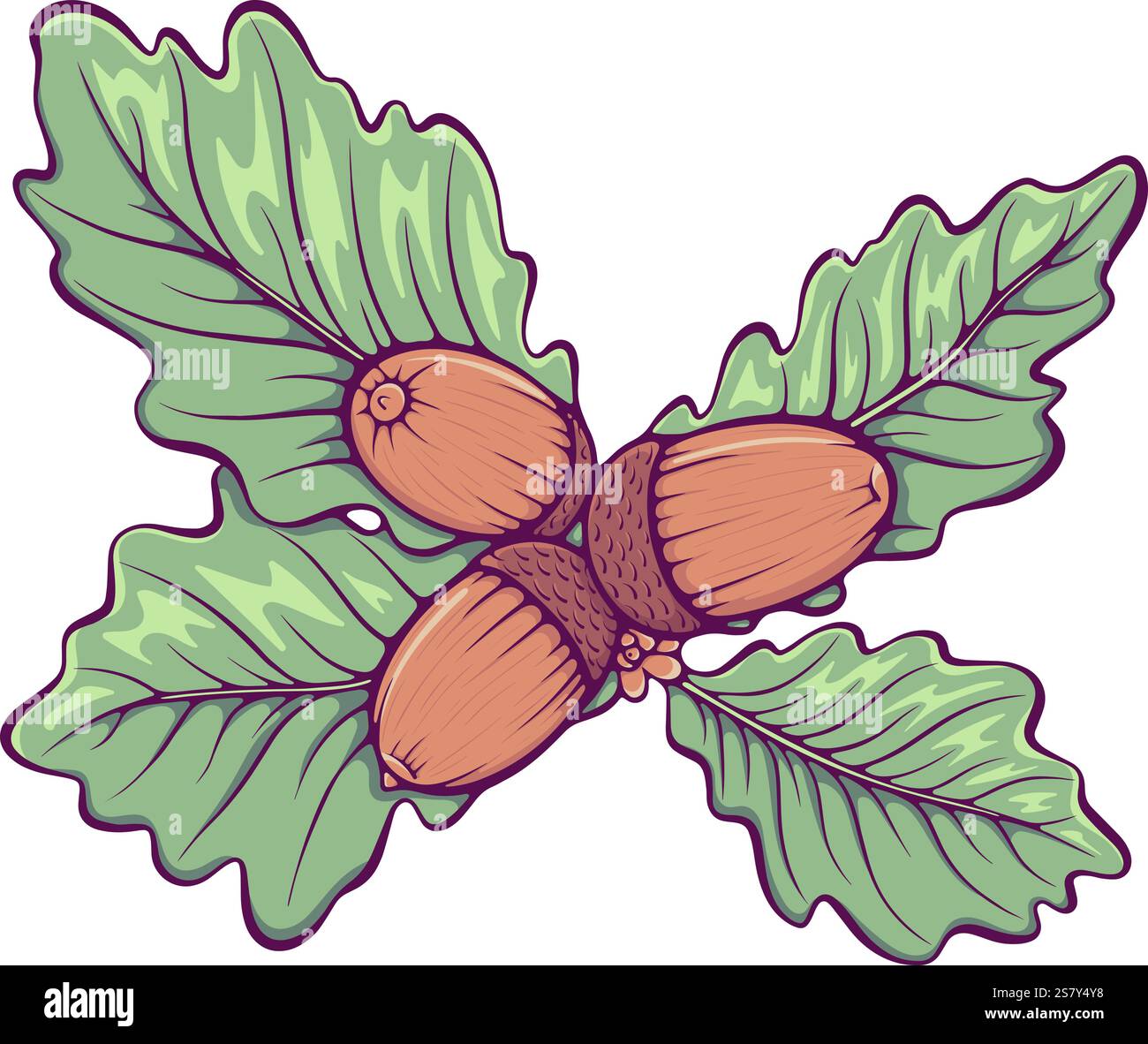 Acorns branch leaves white Stock Vector Images - Alamy