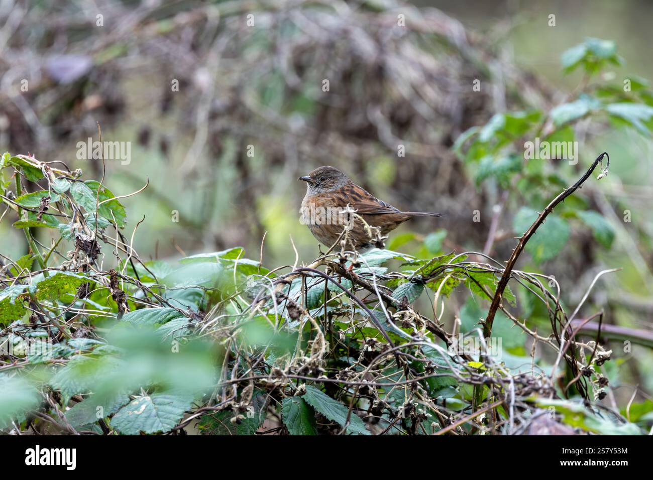 The dunnock, a small, cryptic bird feeding on insects and seeds, was ...