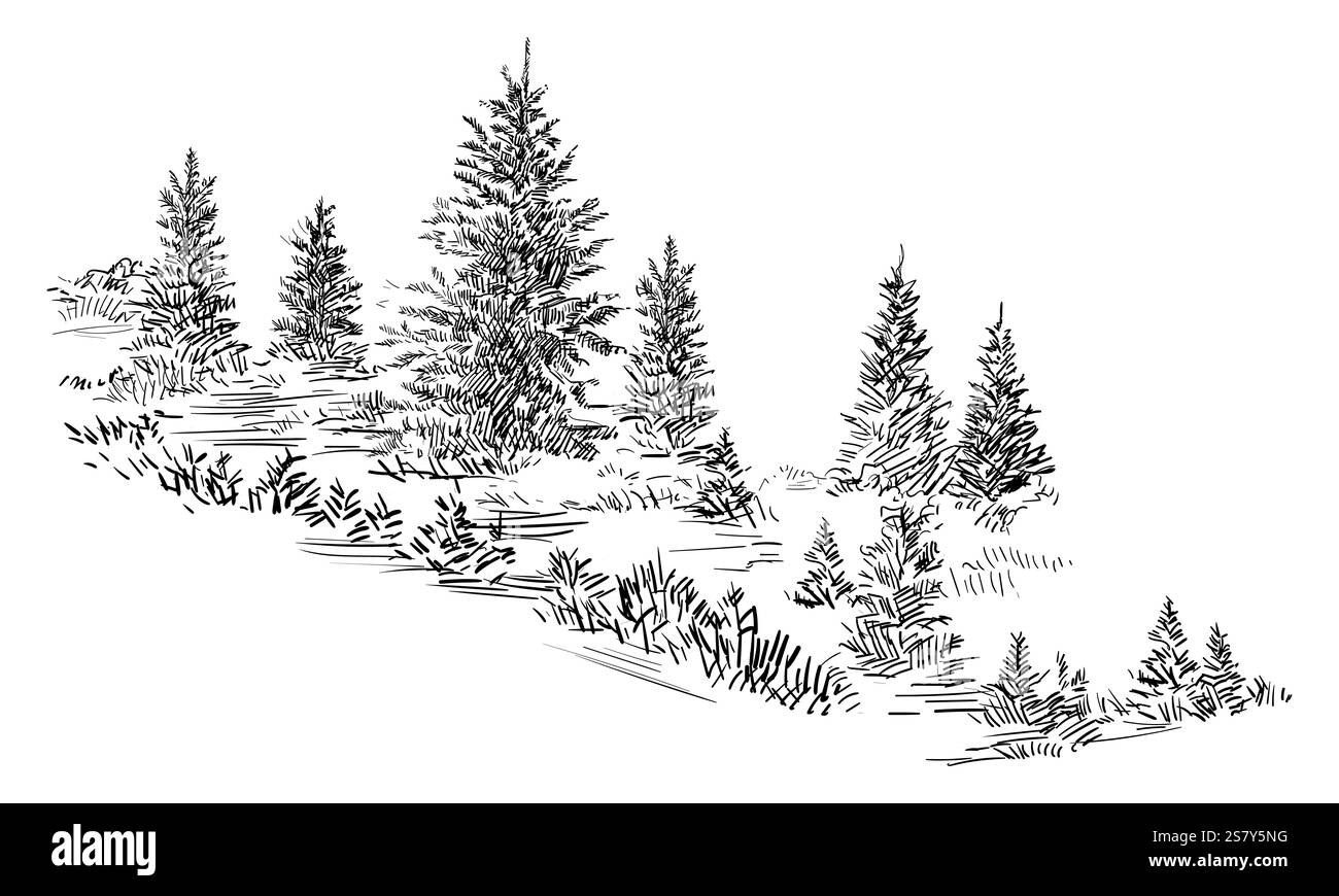 Hand drawing spruce trees vector illustration Stock Vector Image & Art ...