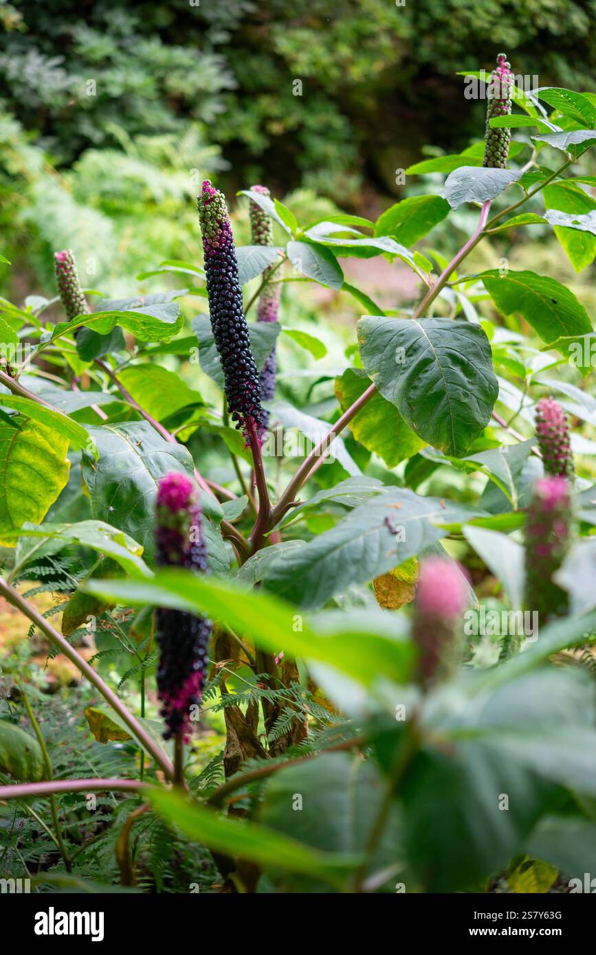 Summer plany hi-res stock photography and images - Alamy