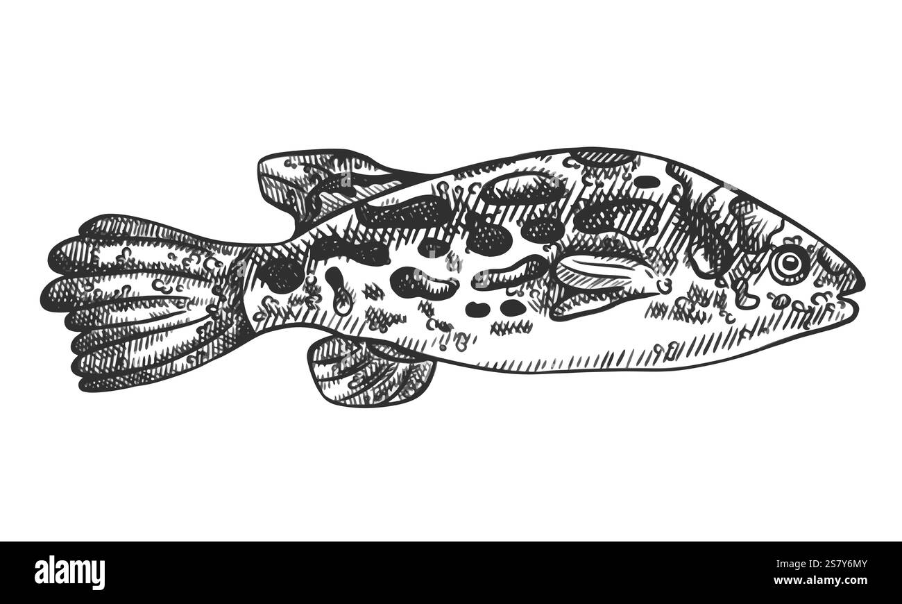 Vector illustration of rockfish sea fish. A tropical underwater animal ...