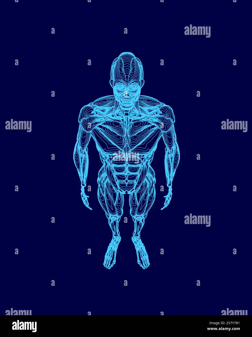 Illustration muscular in male anatomy Stock Vector Images - Alamy