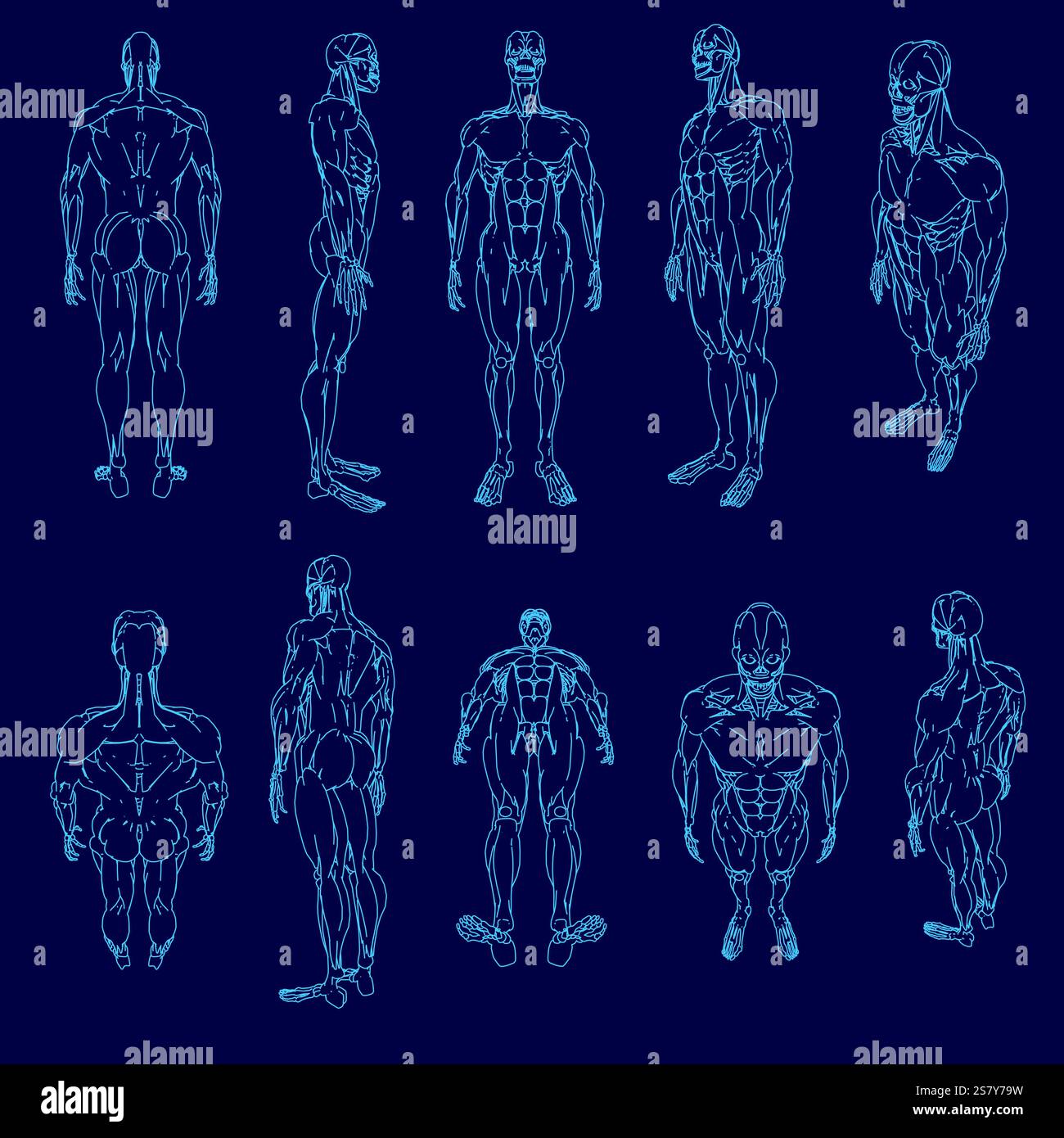 Series of blue drawings of human figures, each with a different pose ...