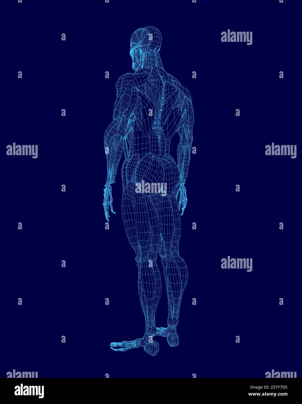 Wireframe model man blue Stock Vector Images - Alamy