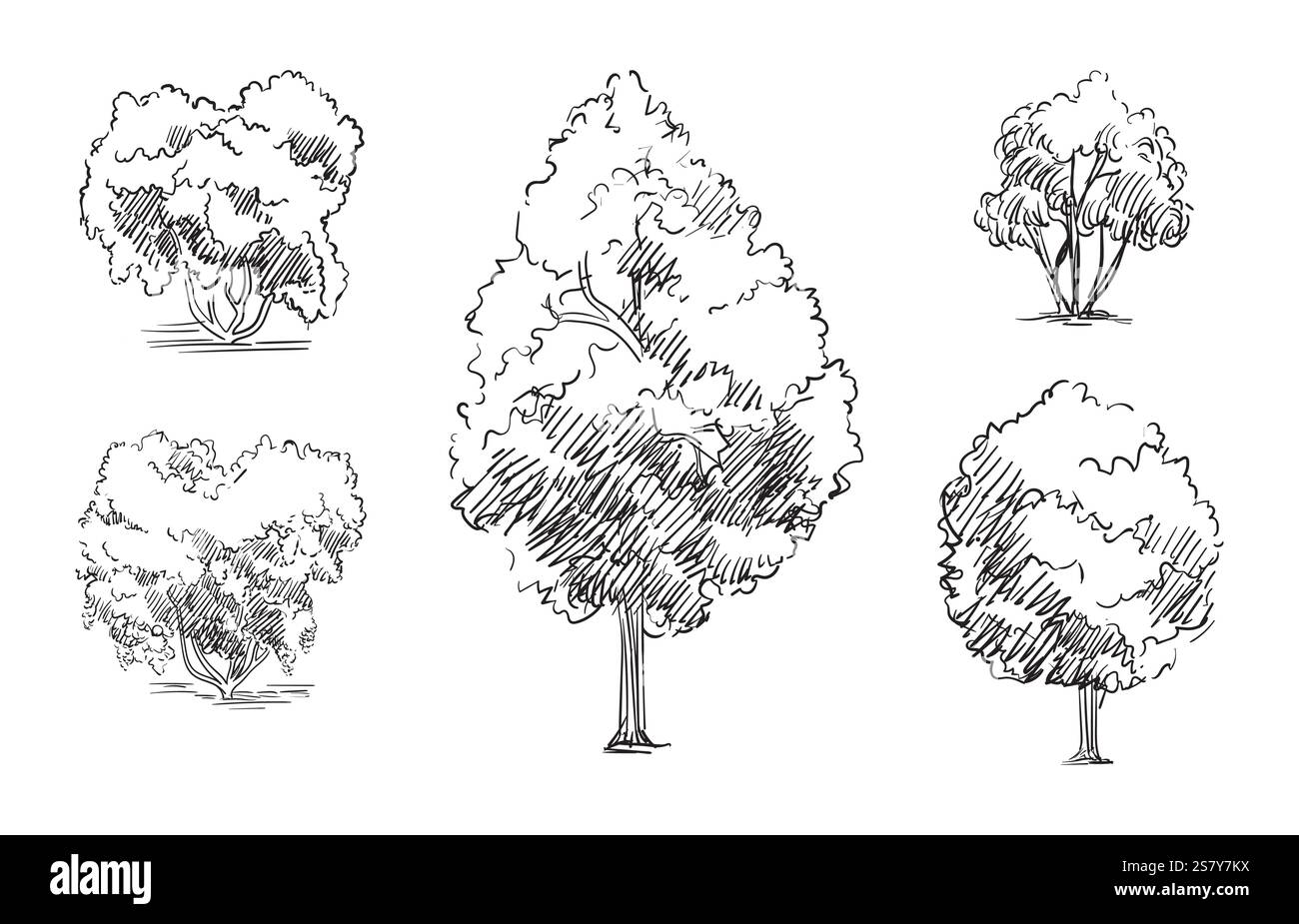 Hand drawing sketch of trees vector illustration Stock Vector Image ...