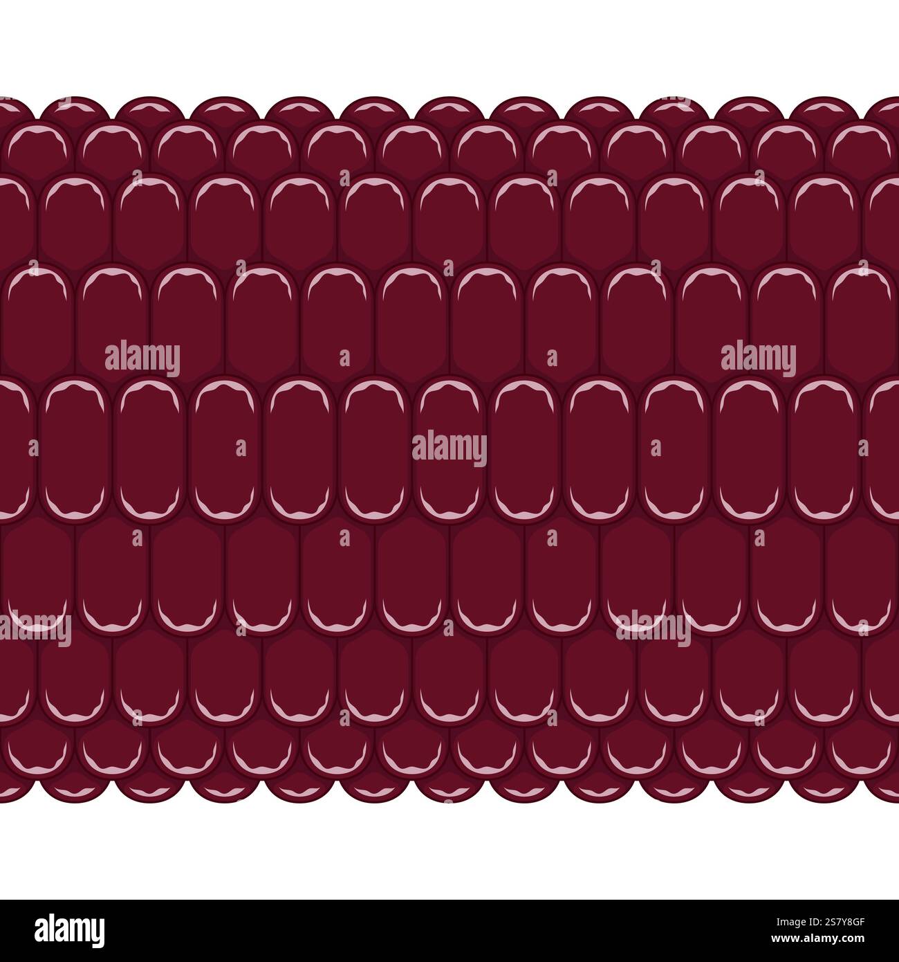 Vertical seamless pattern with corn cob texture, maize. Color vector ...