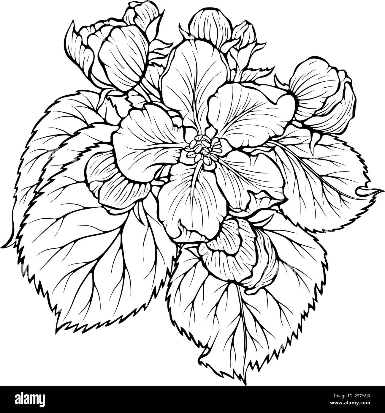 Apple blossom line art Stock Vector Image & Art - Alamy