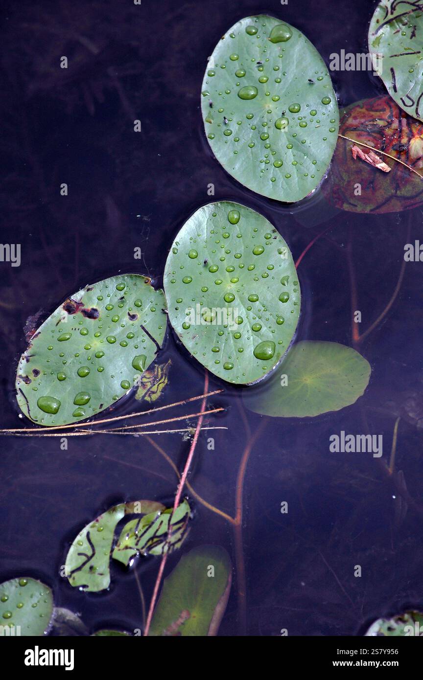 Water lily stems hi-res stock photography and images - Alamy