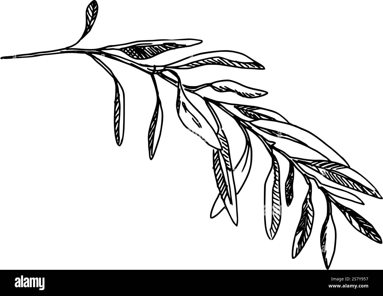 Olive Branch isolated on background. Hand drawn illustration of Greenery in outline style. Black ...